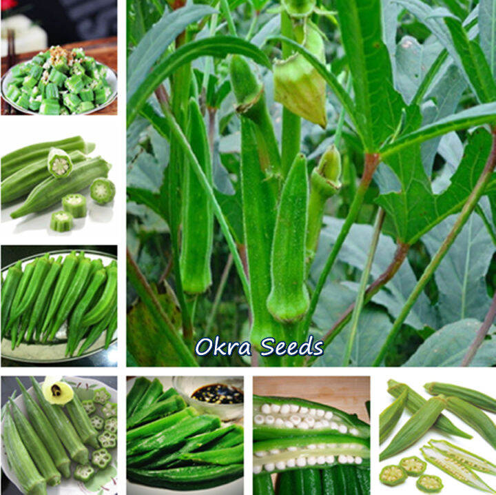 Big Sale!100% Original Okra Seeds Contains 50 High Quality Bonsai ...