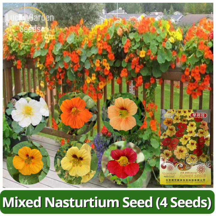 Rare Nasturtium Plant Seeds (4 Seeds) Benih Pokok Bunga 旱金莲 旱荷花 Mixed ...