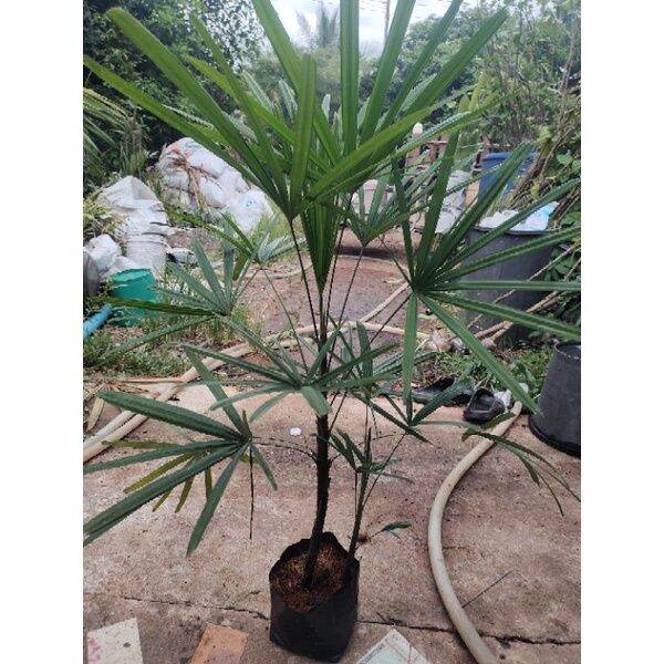 ( Pro+++ )++ ต้นจั๋ง สูง 60-100 เซนติเมตร (ต้นไม้ฟอกอากาศ ใบเรียวเล็ก ...