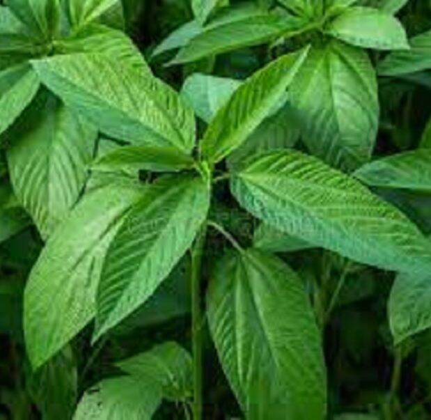 SALUYOT SEEDS FOR PLANTING (JUTE PLANT) HERBS | Lazada PH