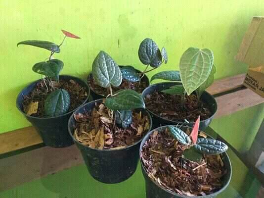 sirih / tanaman sirih hitam / sirih hitam / tanaman sirih | Lazada ...