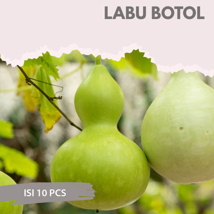 Labu Botol Benih / Bibit Labu Botol Unik Biji Labu Sayur Bottle Gourd ... Labu Botol Benih / Bibit Labu Botol Unik Biji Labu Sayur Bottle Gourd ...