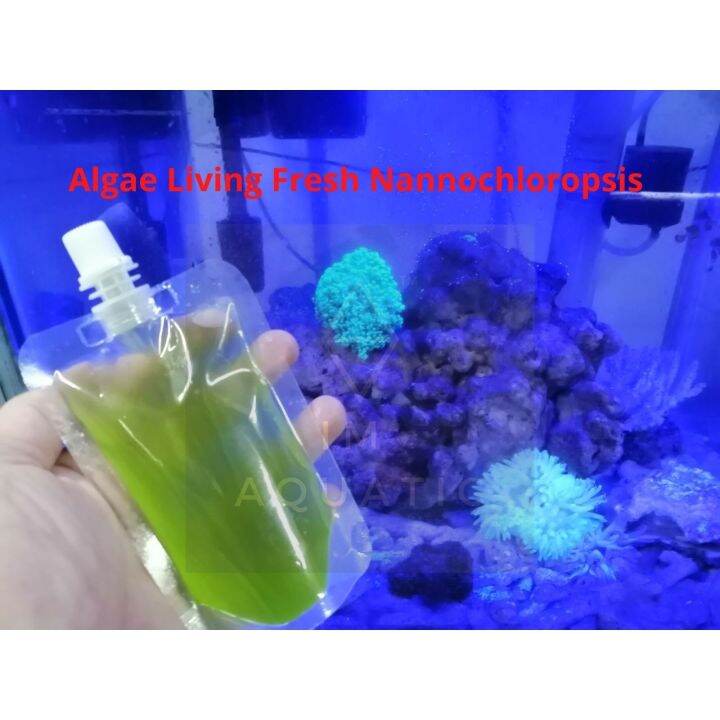 Algae Living Fresh Nannochloropsis 100ml Green for Rotifer / Artemia / Clowfish fry / Copepod ...