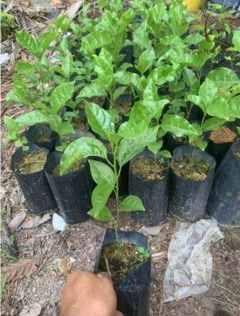 【Malaysia】Berjaya Plant Nursery - Pokok Markisa Bintang Unggu/Passion ...