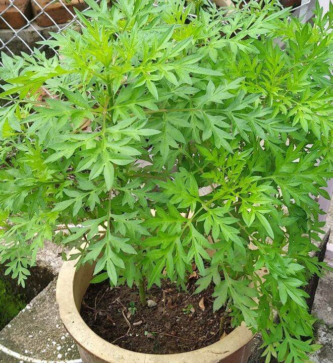 ANAK POKOK ULAM RAJA (+- 8 INCI) / LIVE PLANT KING SALAD ULAM RAJA | Lazada