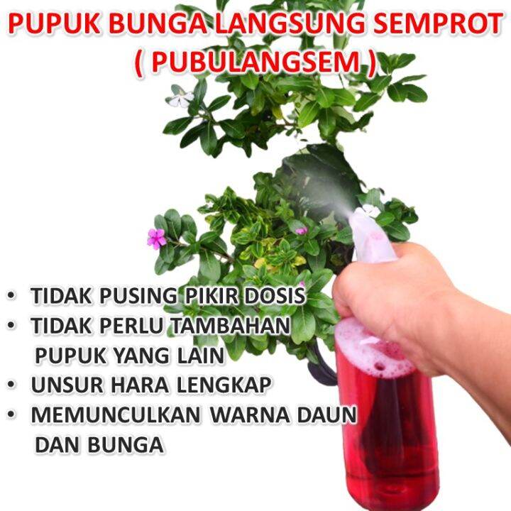 PUBULANGSEM 500CC / PUPUK BUNGA LANGSUNG SEMPROT 500CC / PUPUK NPK CAIR ...