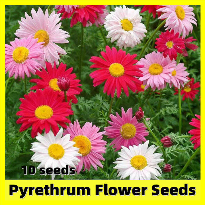 Pyrethrum Flower Seeds - 除虫菊种子 Fresh 10 Seeds Natural Insect Repellant ...