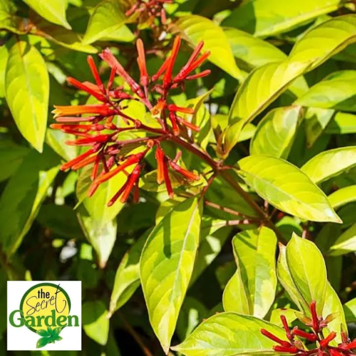 Firebush Plant with FREE plastic pot, pebbles and garden soil (Outdoor ...