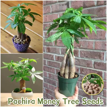 Money Tree Plant Seeds