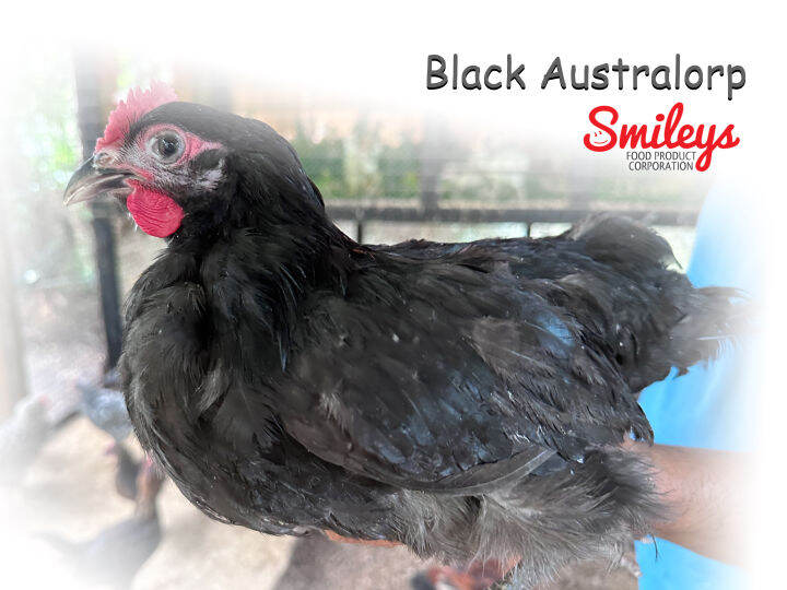 Black Australorp Fertile eggs 6pc | Lazada PH