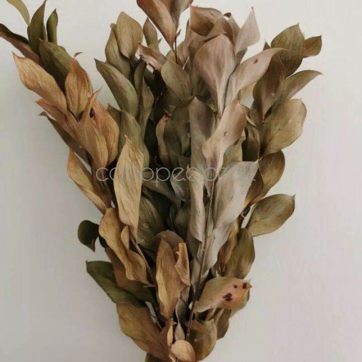 Bunga Kering Aesthetic Dekorasi Ruang Daun Ruskus | Lazada Indonesia