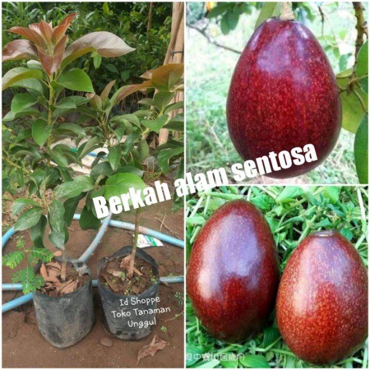 Bibit Alpukat Red Vietnam (Alpukat Merah) Batang Besar Rimbun | Lazada ...