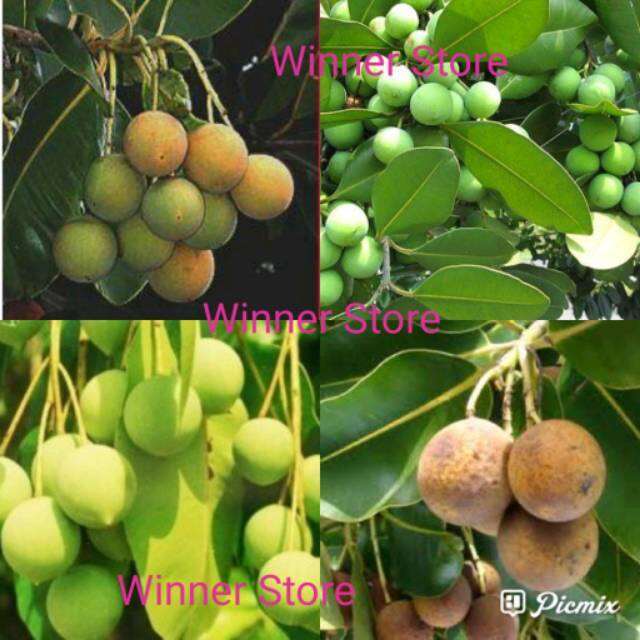 1 bintangur calophyllum inophyllum eyobe penago mantan camplong bibit ...