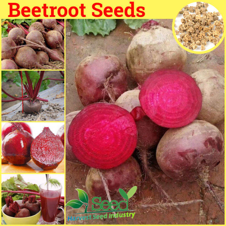 [Fast Germination] Beetroot Seeds for Planting (150 seeds/pack ...