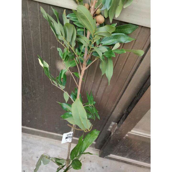 buy one get one free，50 seeds (not plants)Fruit seed of fruit trees ...