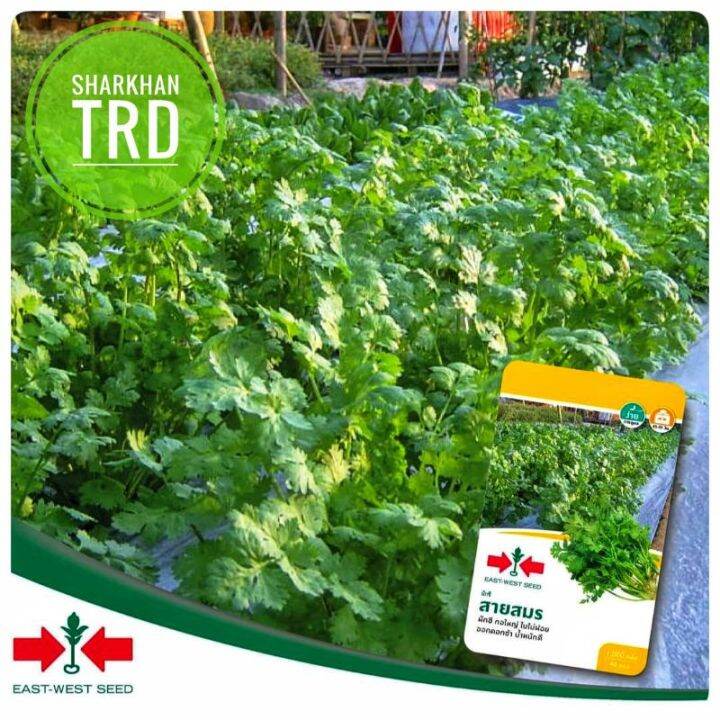 Mini Pack 1000 Seeds SAISAMORN Biji Benih Daun Ketumbar Cap Panah Merah Parsley Coriander Seeds ...