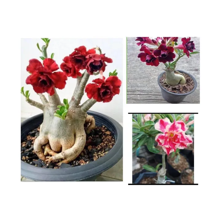 Multi-Petal Rare Flower Seeds Adenium High Germination Mixed Variety ...