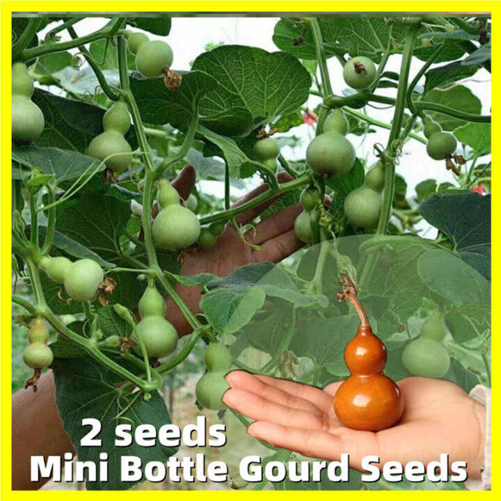 Super Mini Gourd Seeds - 手捻葫芦种子 2 Seeds Bottle Gourd Seeds for Planting ...