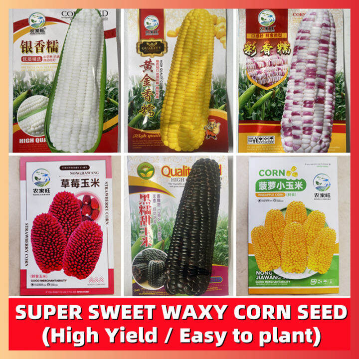 Organic High Yield Corn Seeds for Planting - Super Sweet Waxy Corn ...