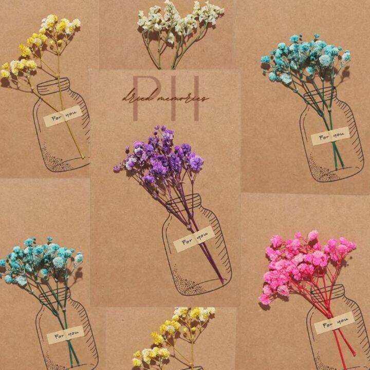 Dried Gypsophila (flattened) Preserved Real Flower with Brown Paper ...