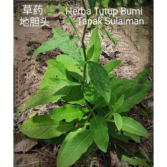 Elephantopus Scaber Seedling /100g Fresh Cuttings | Natural Herbs ...