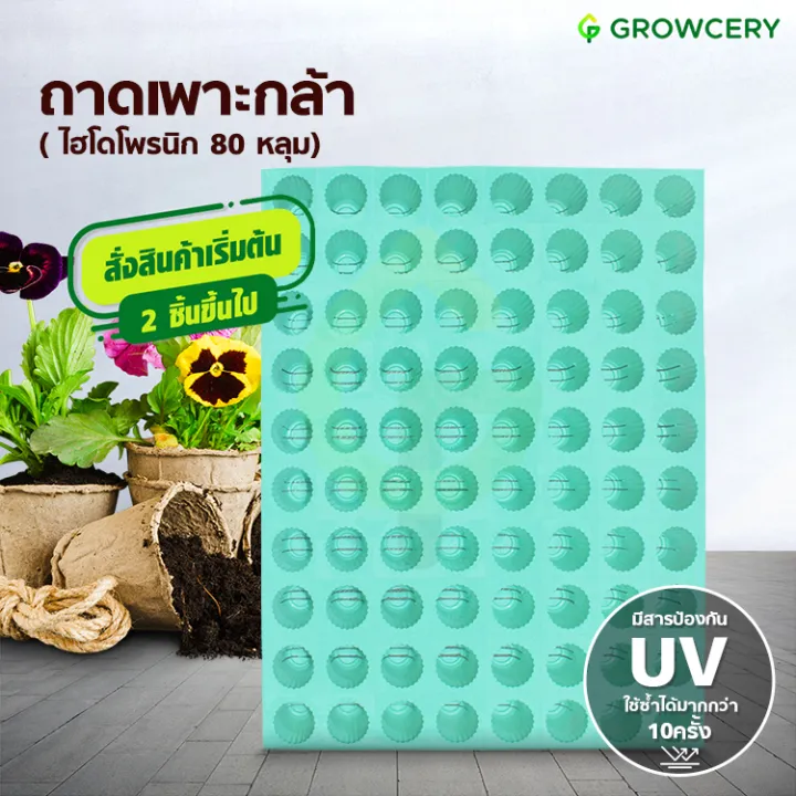 [G] ถาดเพาะกล้าไฮโดรโปนิกส์ ถาดเพาะชำ จำนวน 80 หลุม **สั่งขั้นต่ำ 2 ชิ้น** โดย GROWCERY | Lazada ...