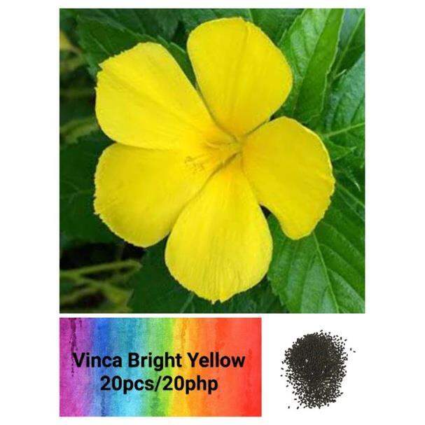 Vinca Bright Yellow Seeds (20pcs) | Lazada PH
