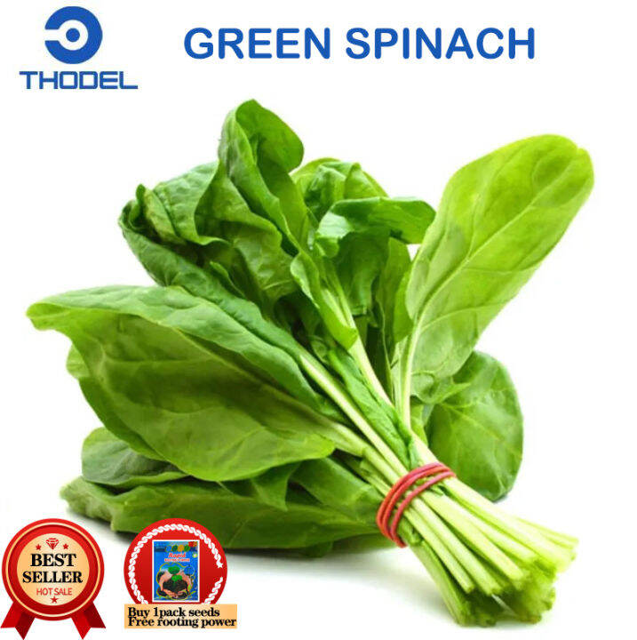 GREEN SPINACH / AMARANTH SEEDS VEGETABLE SEEDS | Lazada PH