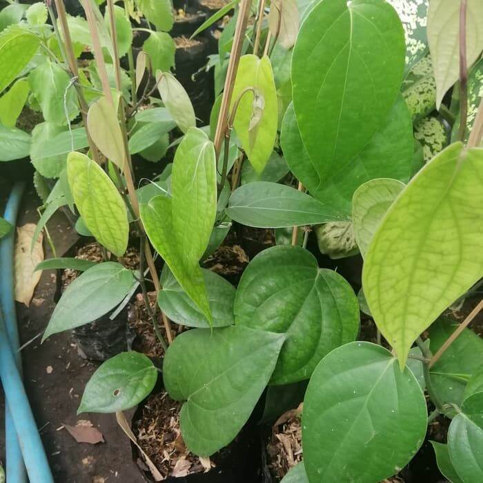 tanaman herbal lada - tanaman lada perdu - pohon merica - Piper nigrum ...