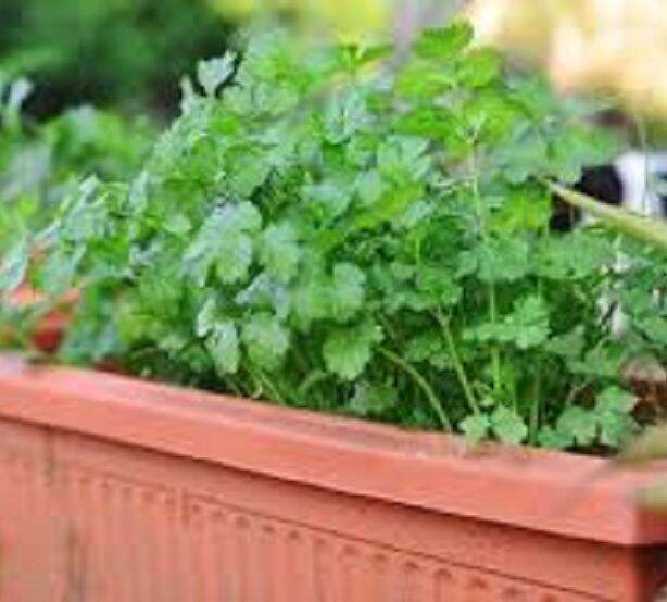 KINCHAY SEED`S (KINTSAI) CHINESE CELERY "HERBS & SPICES" | Lazada PH