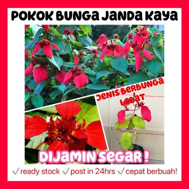 Rina • pokok bunga janda kaya merah • mussaenda erythrophylla red ...