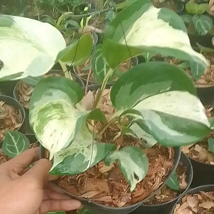 Sirih manjula - bibit tanaman hidup sirih manjula/keong - Bunga hias ...