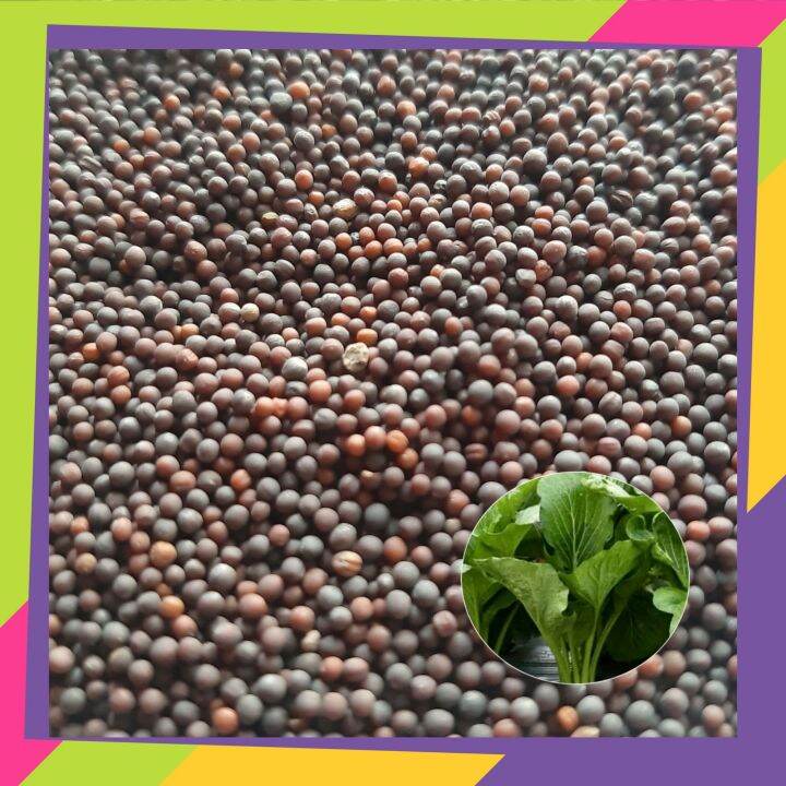 Ufairah Benih Sayur Sawi /Caisim Manis Mudah Tumbuh | Lazada Indonesia