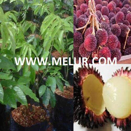 MM- Anak Pokok Pulasan Kahwin / Pokok Pulasan cepat berbuah Anak Pokok ...