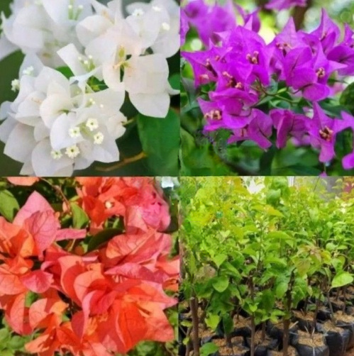 PROMO Paket 3 Tanaman Hias Bugenvile Varian Warna Bunga - Tanaman Hidup ... PROMO Paket 3 Tanaman Hias Bugenvile Varian Warna Bunga - Tanaman Hidup ...