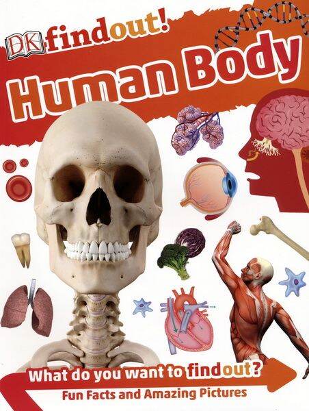 DK findout human body found human body English original imported books ...
