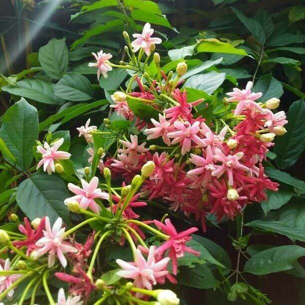 tanaman hias bunga melati belanda - Pohon melati belanda- Tanaman hias ...