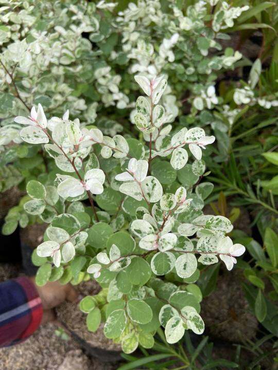 VARIEGATED SNOW BUSH LUXURY PLANT | Lazada PH
