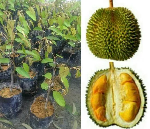 MDC- [ Buah ] ANAK POKOK Durian IOI Grafted sapling size S (Anak Pokok ...