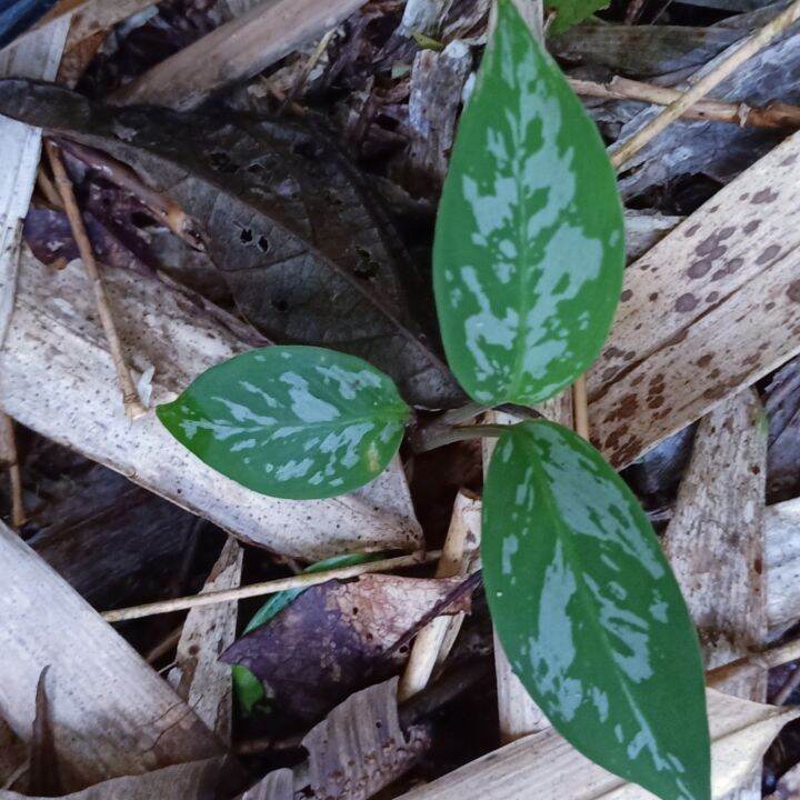 Tanaman Hias Calipatra Simenoto# schismatoglottis calyptrata# Caladi ...
