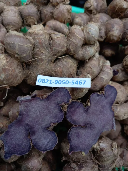 Kunyit Hitam Asli | Lazada Indonesia