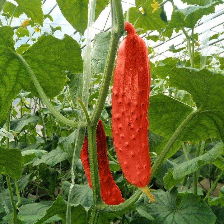 Red Cucumber Seeds Perennial Hardy Fruit Vegetables Plant Fresh Vine ...