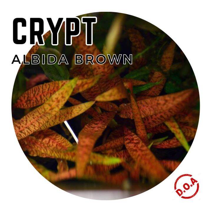 [Aquatic Plant] Cryptocoryne Albida Brown Rare Plants Crypt Low Tech No ...