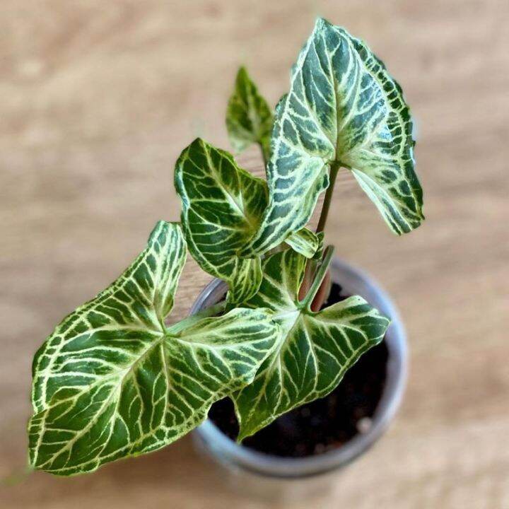 Tanaman syngonium batik - tanaman hias - tanaman syngonium batik ...