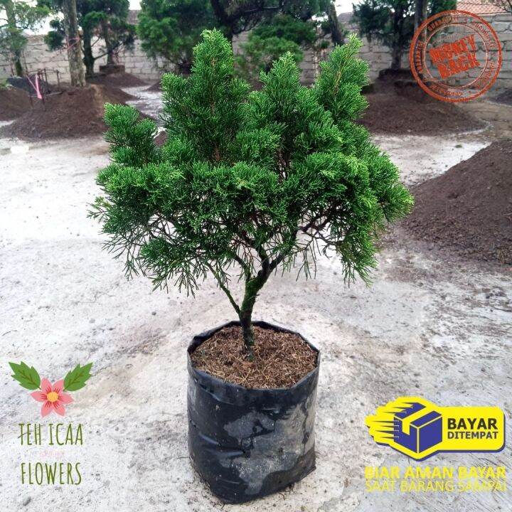 Pohon bonsai cemara papua tanaman bonsai cemara papua bibit bahan ...