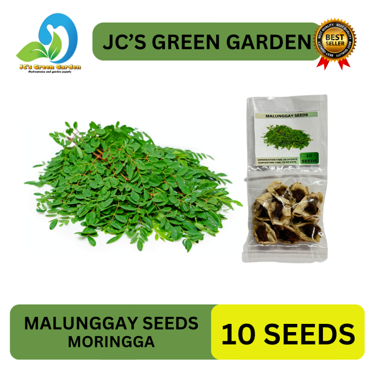 VALUE PACK (10 SEEDS) MALUNGGAY/MORINGGA SEEDS FOR PLANTING/MORINGGA F1 ...