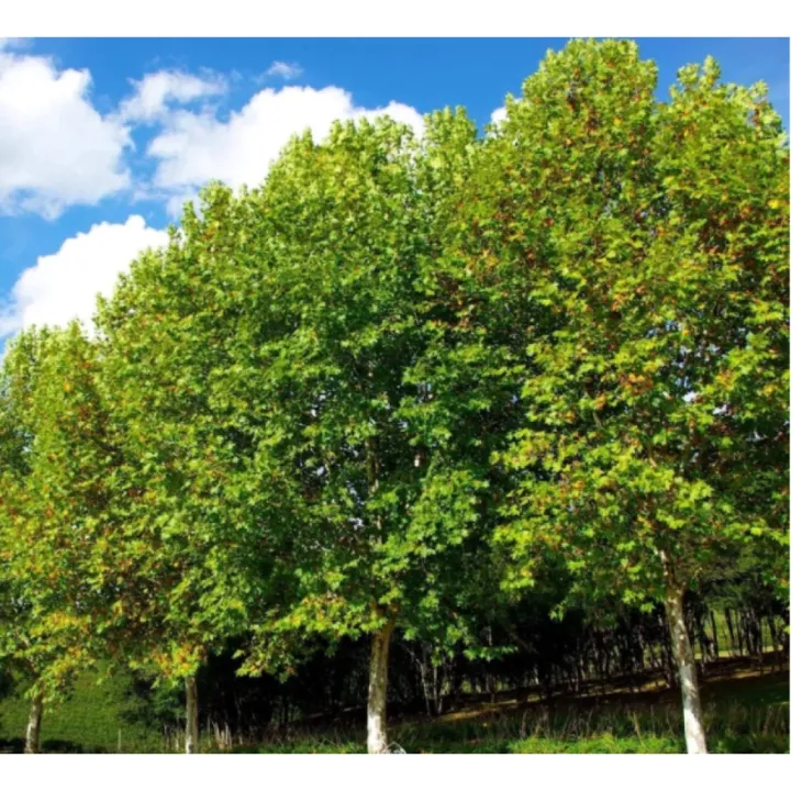 50 Seeds (buy 2 get 1 free) Highquality Common Sycamore Tree K Very ...