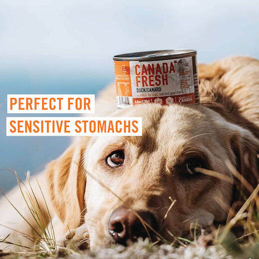 BUY 5 TAKE 1 Canada Fresh DOG FOOD 369g | Lazada PH