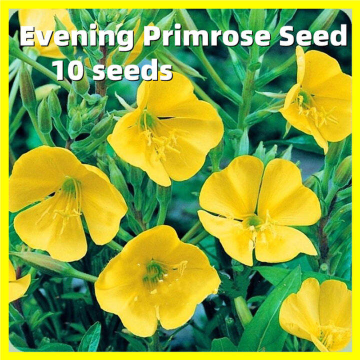 Evening Primrose Seed - 夜来香种子 Fresh 10 Seeds Evening Primrose Flower ...