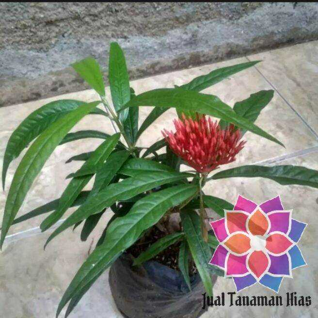 Tanaman hias murah pohon bunga Soka king (soka merah dun besar ...